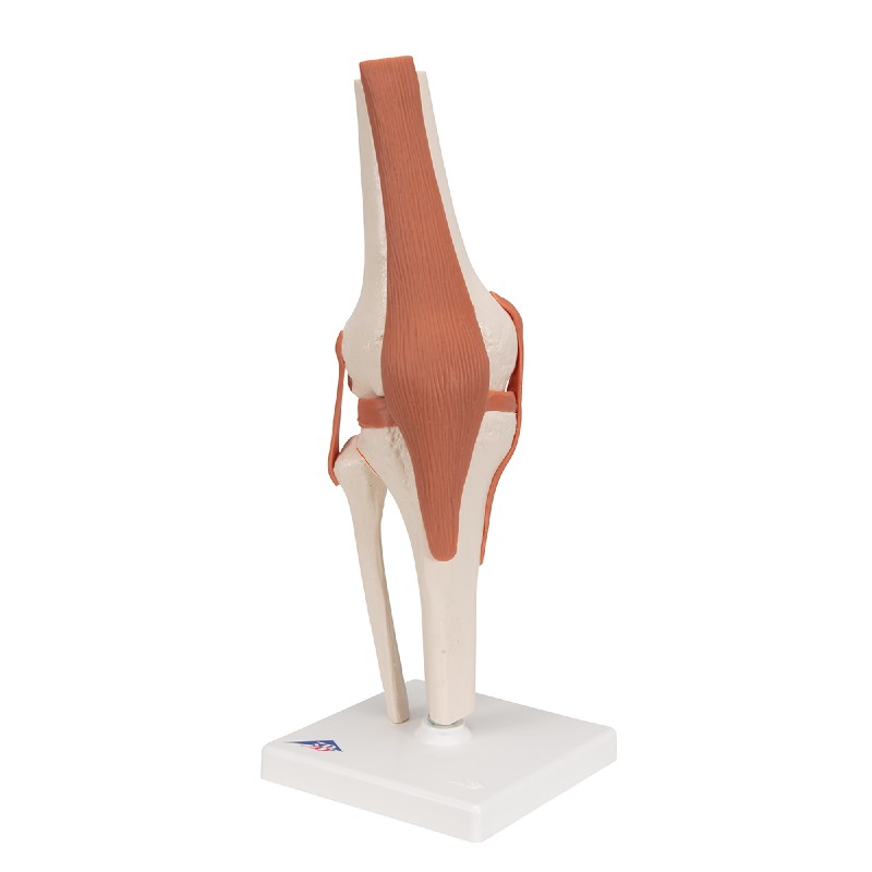 3B Scientific Functional Knee Joint Model | Health and Care